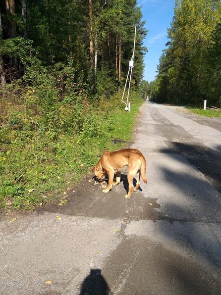 A long way home. The owners abandoned the pet due to his age. What ...