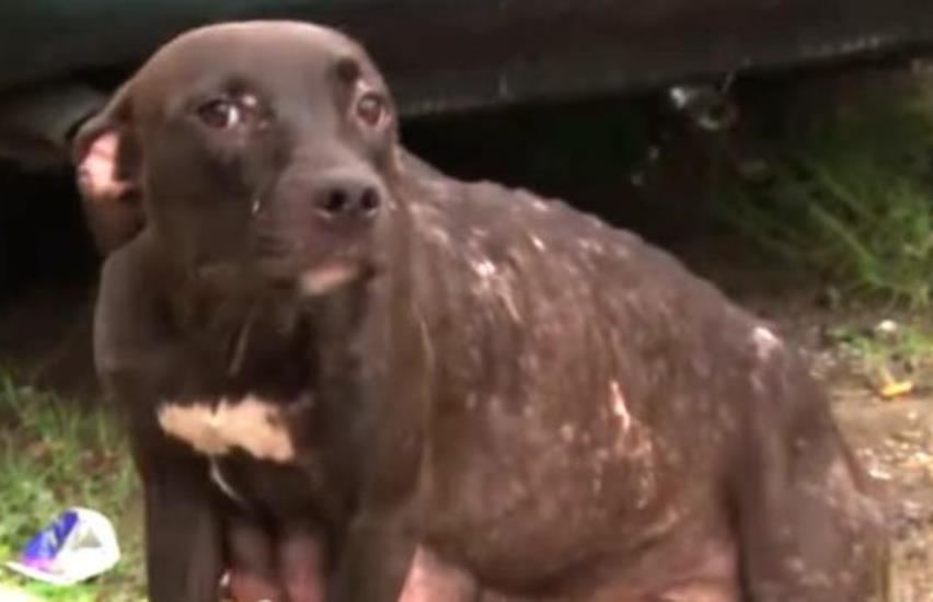 The dog was looking for her missing puppies. Here is who came to help ...