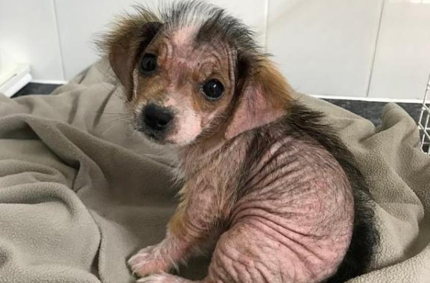 A wonderful transformation: how love and care changed the little puppy