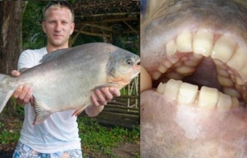 Wonders of nature: amazing pacu fish that has human teeth