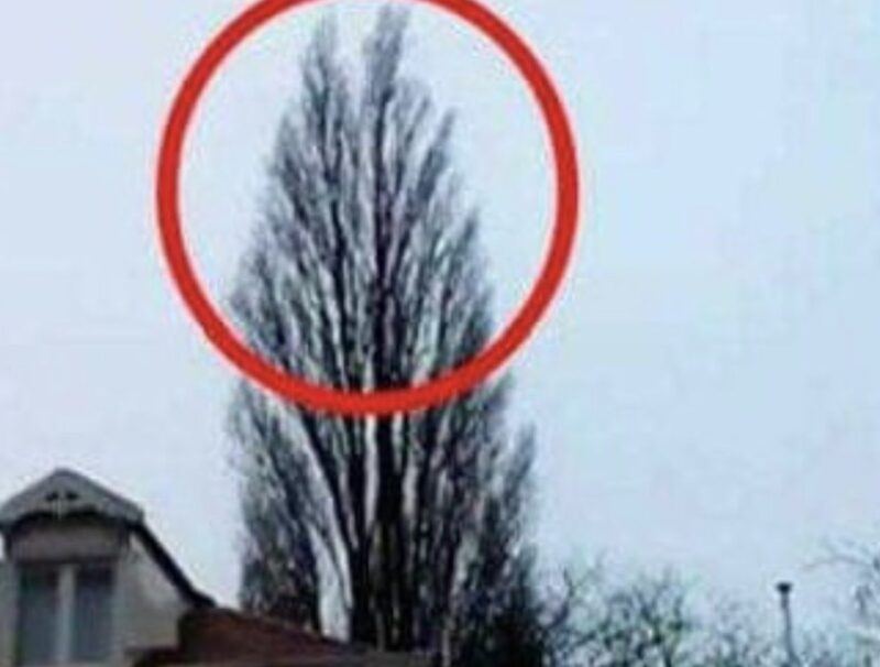 It's simply a miracle of nature! He simply filmed a tree. But at that ...